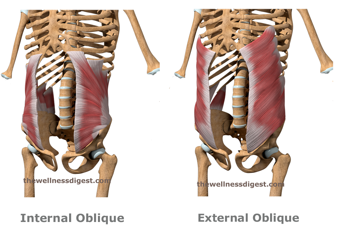 上腕屈筋群(上腕二頭筋、上腕筋、腕橈骨筋)の解剖学とトレーニングを解説。 - しっかりヘルシー
